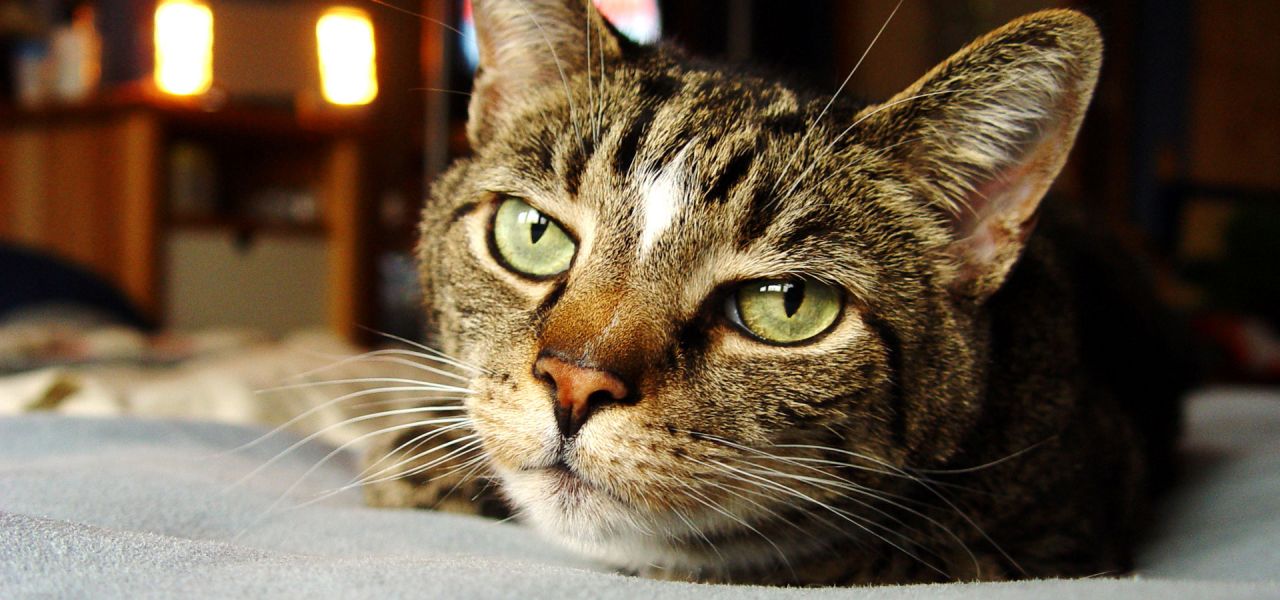 New Cat Owner's Guide: Catproofing Your House