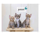 Online & Retail Pet Shop | Polypet Singapore