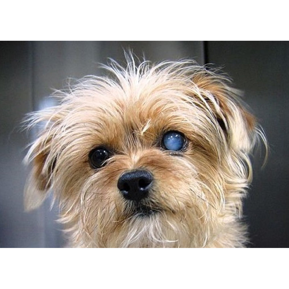 Lanomax Cataract-Dissolving Lanosteral Eye Drops for Pets & Animals 10